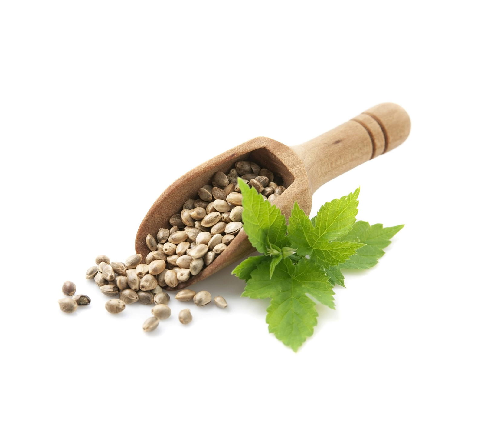 Hemp Seed Shelf Life: How Long Do They Really Last?